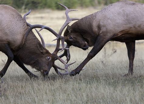 Watch Smaller Bull Elk Overpowers Massive 7x7 Rival