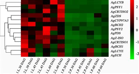Heat Map Representation And Hierarchical Clustering Of Structural Genes