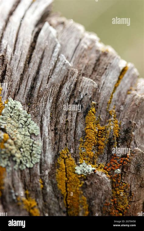 Tree Trunk Texture Covered With Fungus Stock Photo Alamy