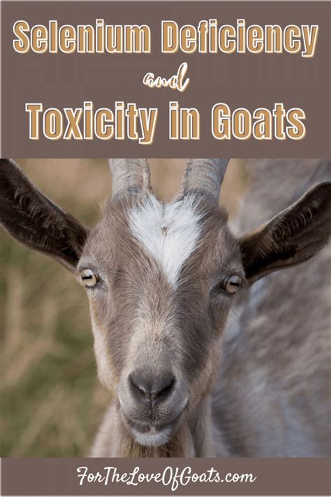 Selenium Deficiency And Toxicity In Goats