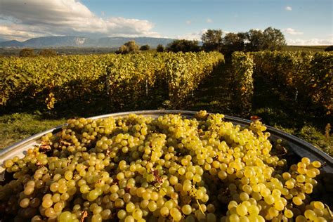 ქართული ტრადიციები გალერეა