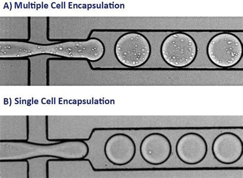 Single B Cell Screening How It Aids In Antibody Discovery