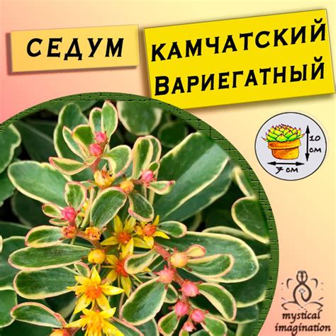 Очиток Камчатский Вариегата саженец - купить с доставкой по выгодным ...