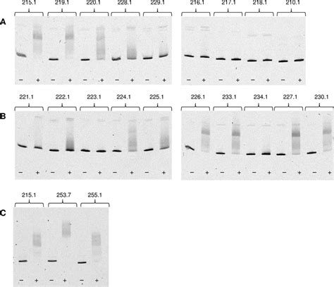 Emsa Of 2 Nm Cy5 Labelled Or 8 Nm Fitc Labelled Dna Fragments