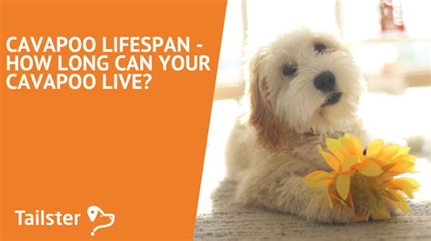 Cavapoo Lifespan How Long Can Your Cavapoo Live