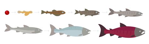 대서양 연어의 수명 주기 연어 물고기 성장 세트의 단계 계란에서 튀김에 코호 연어 성장 Sockeye 양식은 애니메이션 진행을