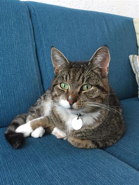 SPECIFIC Can Anone Cut Out The Head Of This Cat I D Like To Print It On A Shirt As A