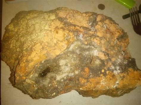 Fossilized Fossil Id The Fossil Forum