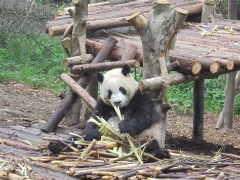 Le sexe chez les pandas Pensées de voyage