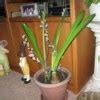 Staking A Tree ThriftyFun