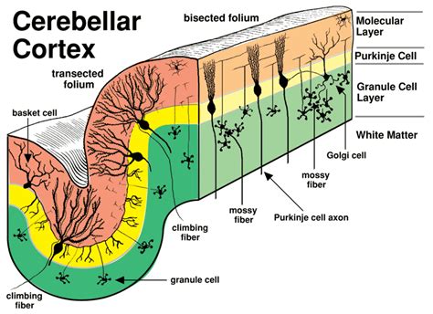 Cerebellar Cortex Cells