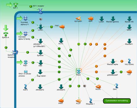 G Protein Signaling Rhoa Regulation Pathway Pathway Map Primepcr Life Science Bio Rad