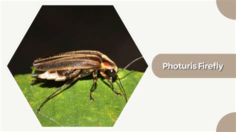 12 Types Of Firefly Species Identification With Pictures