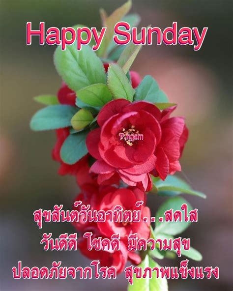วันอาทิตย์ วันอาทิตย์ สวัสดีตอนเช้า ดอกไม้