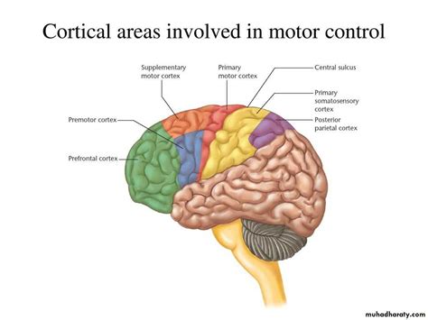Cortical Areas Docx D Noor Muhadharaty