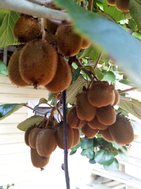 А в Сочи растут киви Что за фрукт такой мохнатый Он какой то диковатый Кушать я