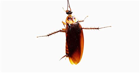 Could A Cockroach Survive A Fall From Space Ztoog