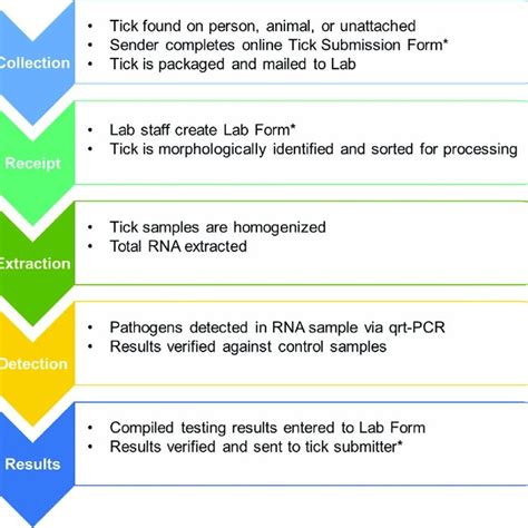 Overview Of Tick Surveillance Workflow Tick Surveillance Sample Download Scientific Diagram