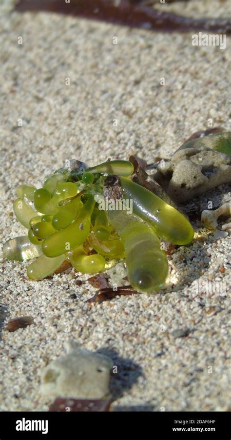 Jelly Blob Like Hi Res Stock Photography And Images Alamy