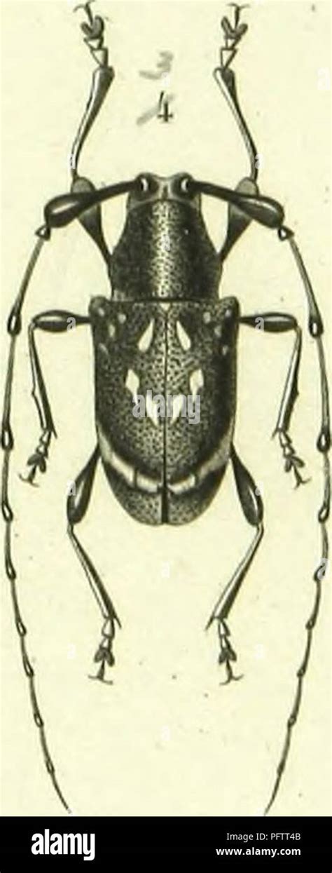 This Work Provides A Systematic And Critical Examination Of The Genera