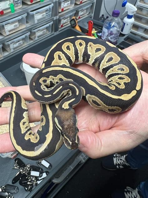 Our Dark Matter Project New Recessive Ball Pythons Morphmarket