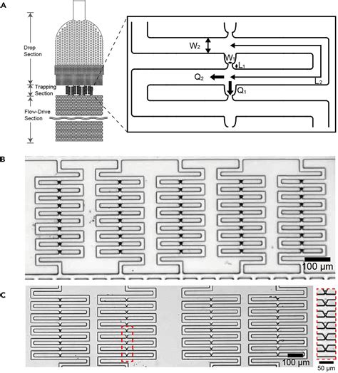 Single Cell Trapping And Retrieval In Open Microfluidics Iscience