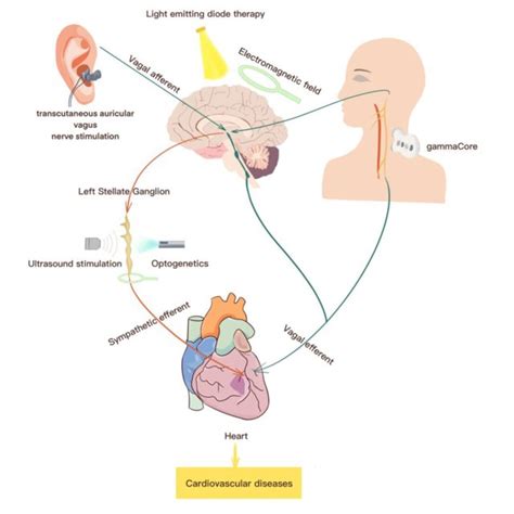 Pdf Non Invasive Autonomic Neuromodulation Is Opening New Landscapes For Cardiovascular Diseases