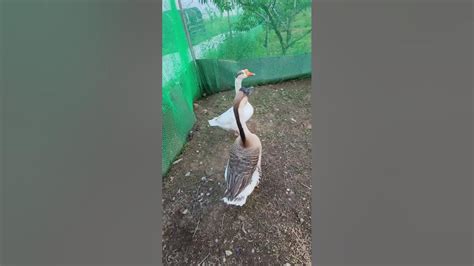 🐢장성 거북이 농장 거위 부부한쌍 🦢🦢 Youtube