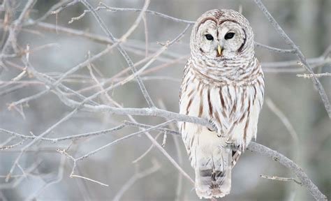 100 Snowy Owl Wallpapers