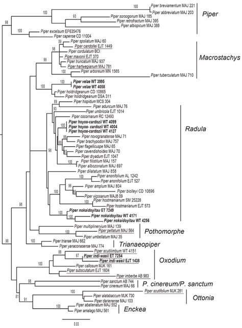 Phylogenetic Relationships Of Species Described In This Manuscript Download Scientific Diagram