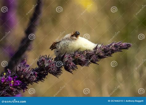 Oak Eggar Moth Lasiocampa Quercus Caterpillar Larvae Leaving Its Cocoon