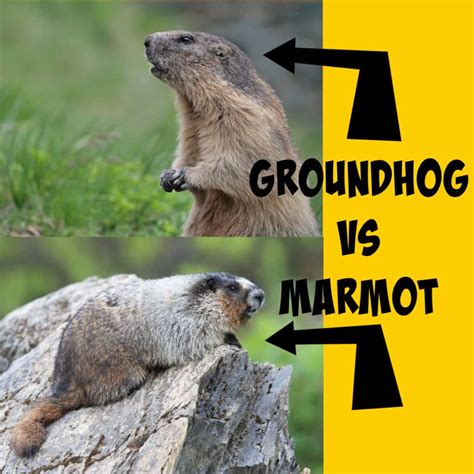 Groundhogs Vs Marmots Easy Ways To Tell Them Apart Squirrels At The