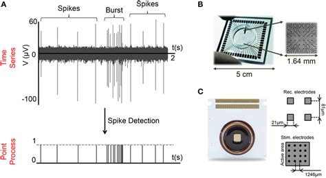Mea And Extracellular Signals A The Activity Of A Cortical Neural Download Scientific