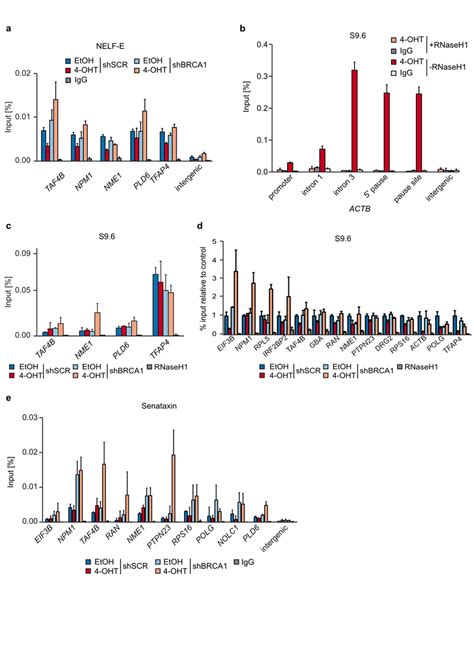 13 Brca1 Prevents Promoter Proximal R Loop Accumulation A Chip Of Nelf Download Scientific