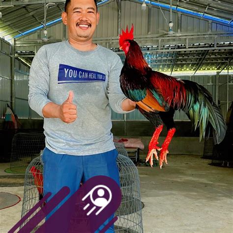 ទ្រុង ម្លប់ ក្រោមស្លាប