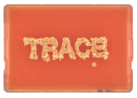 Trace Zoe Snape Artist