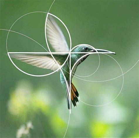 53 Graphics Cba2 20252026 Ideas Biodiversity Geometry In Nature