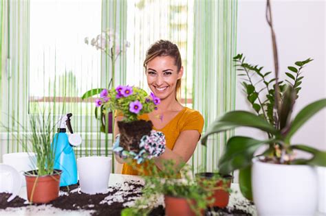 심기 위해 꽃을 준비하는 여성 정원사 냄비에 꽃을 심는다 원예 작업 중에 심기 위한 꽃을 준비하는 젊은 여성 사람 원예 꽃 심기 및 직업 개념 관목에 대한 스톡 사진 및