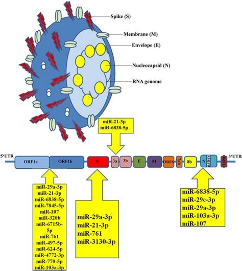 A New Insight Into Sex Specific Non Coding Rnas And Networks In Response To Sars Cov 2 Pmc