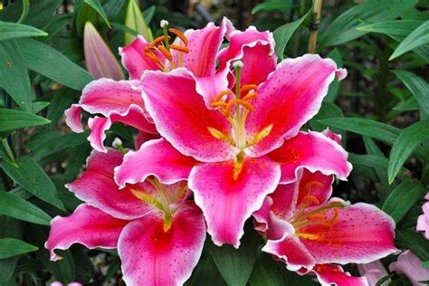 Лилия 50 фото виды уход и посадка цветка в открытом грунте