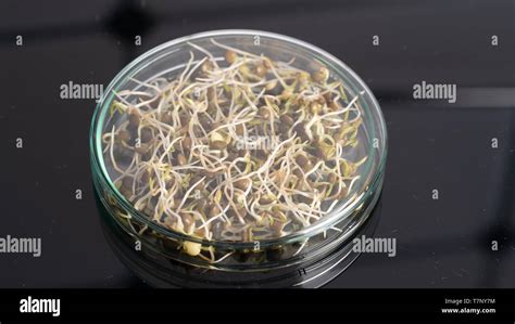 Microgreen Sprouts Quality Control In Sanitary And Epidemiological