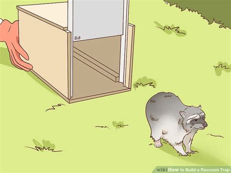 3 Ways To Build A Raccoon Trap Wikihow