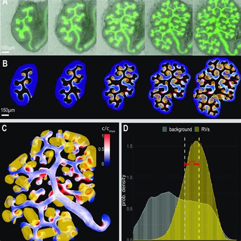 Dynamic Coordination Of Branching And Rv Positioning A Widefield