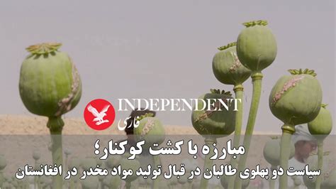 مبارزه با کشت کوکنار؛ سیاست دو پهلوی طالبان در قبال تولید مواد مخدر در