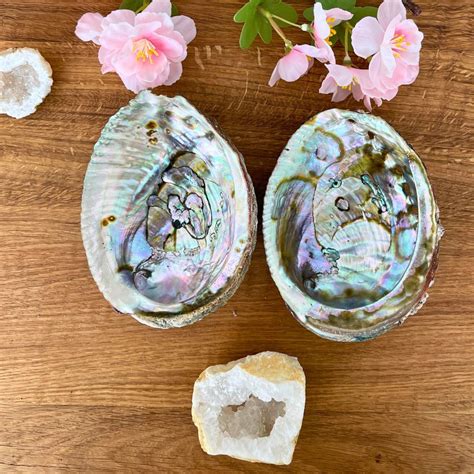 Abalone Muschel Schale Groß Dein Heiliges Chakra
