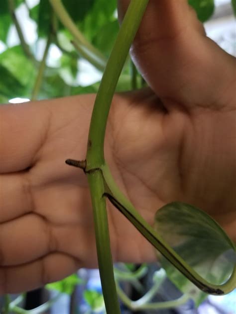 Root Nodes Rproplifting