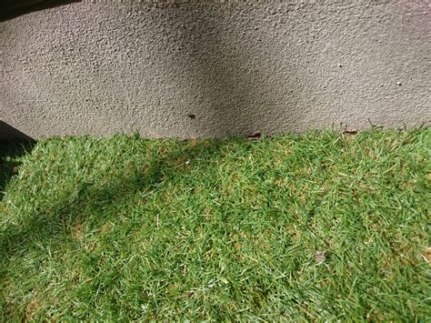 Diy人工芝の手入れとは？自分で出来る簡単な3つの方法！