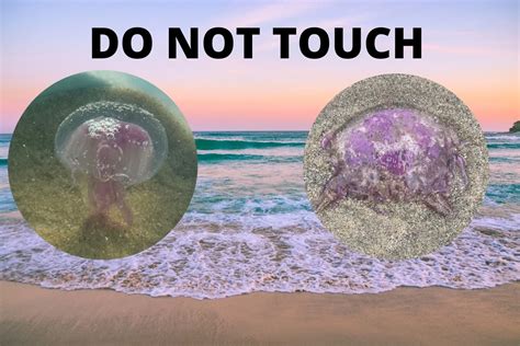 Ouch Rare Stinging Jellyfish Invades The Jersey Shore