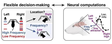 Cognitive Flexibility How Neural Variability Shapes Decision Making In