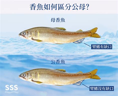 合豐水產有限公司 母香魚跟公香魚該如何分辨呢？🤔 不要再用肥不肥來區分香魚了🙅‍♀️🙅‍♂️